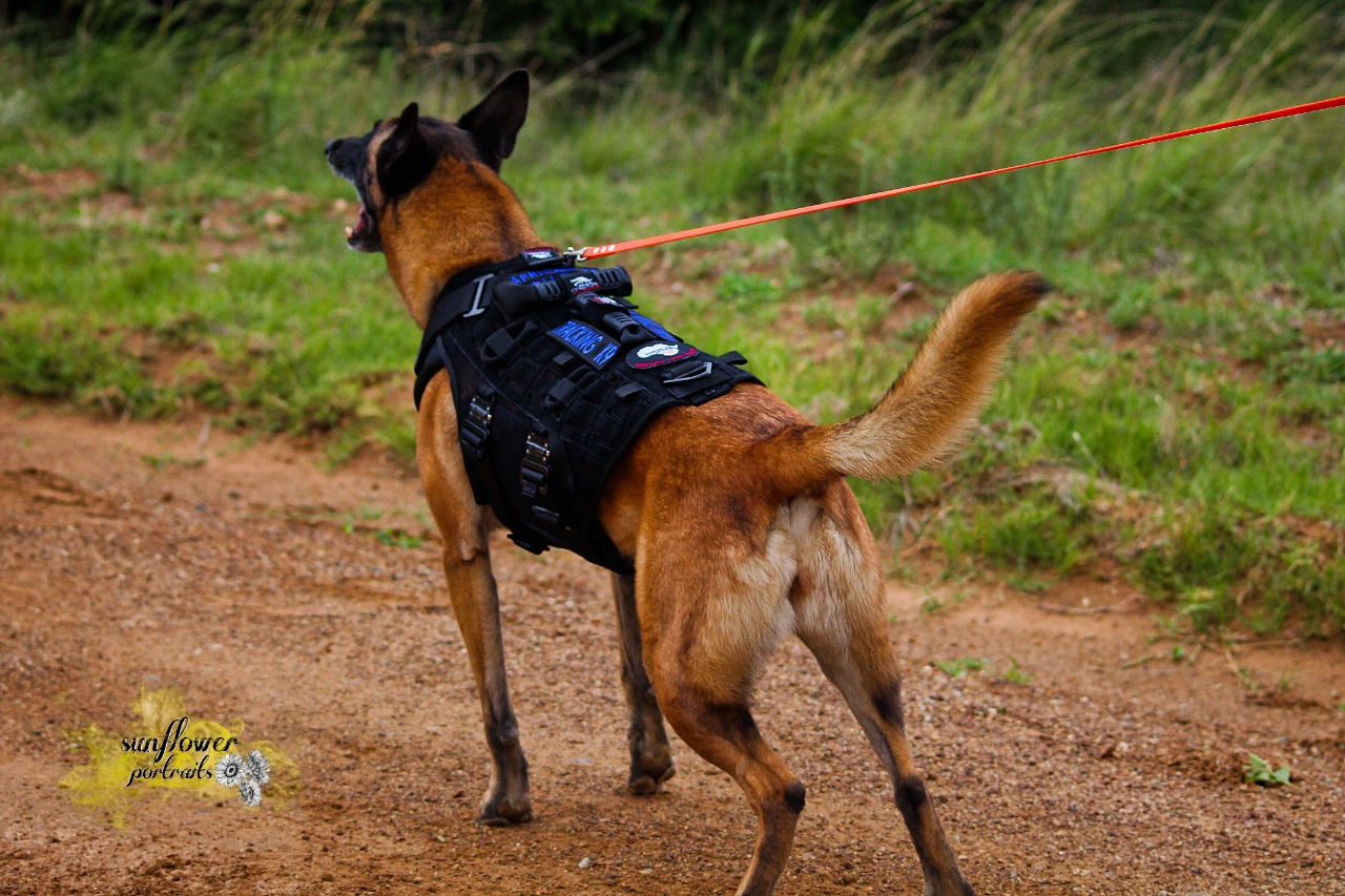 K9 Services - African K9 Solutions